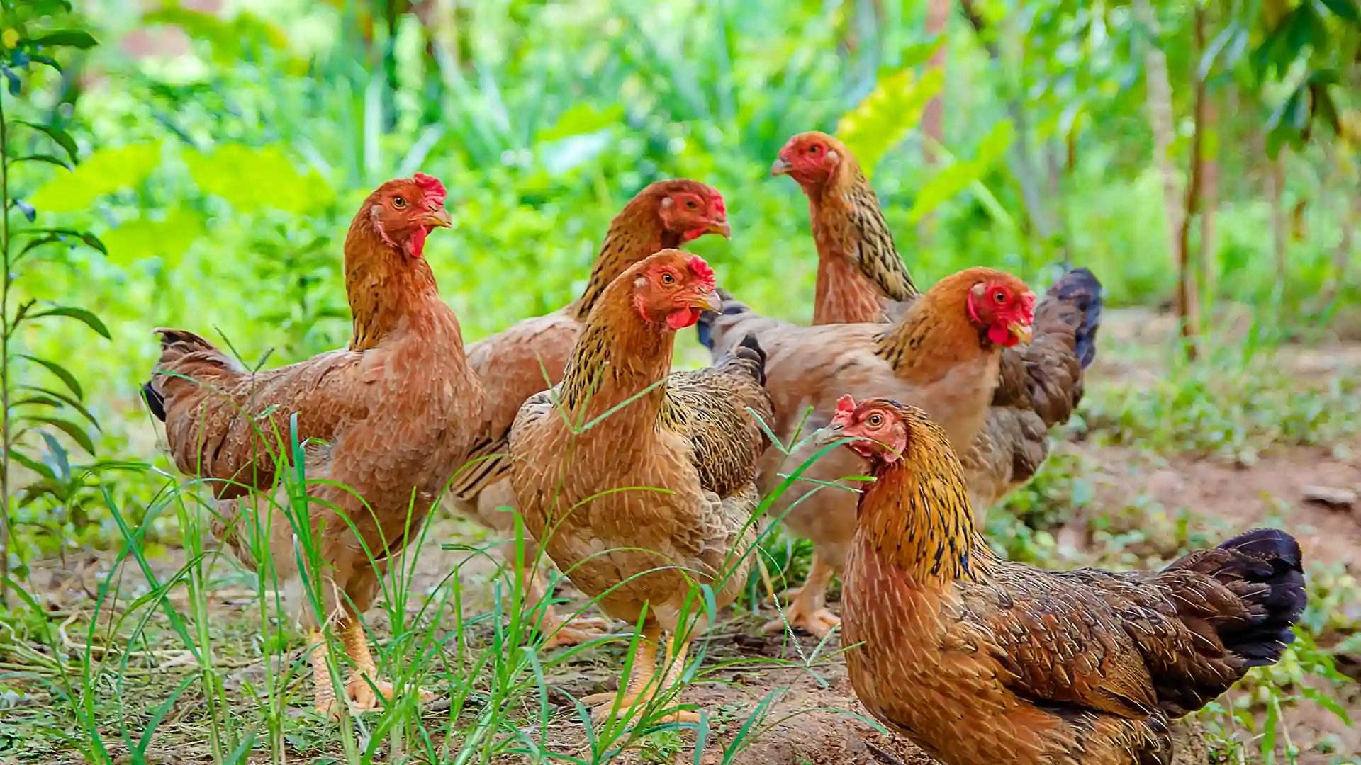 Peternakan Ayam Kampung Alami: Keuntungan Berlimpah - MITRAGAMA